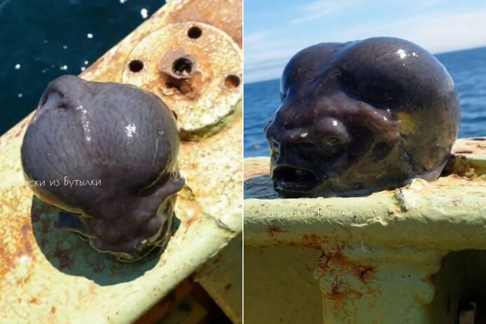 Vis of buitenaards wezen? Rus haalt bijzonder dier uit het water ...