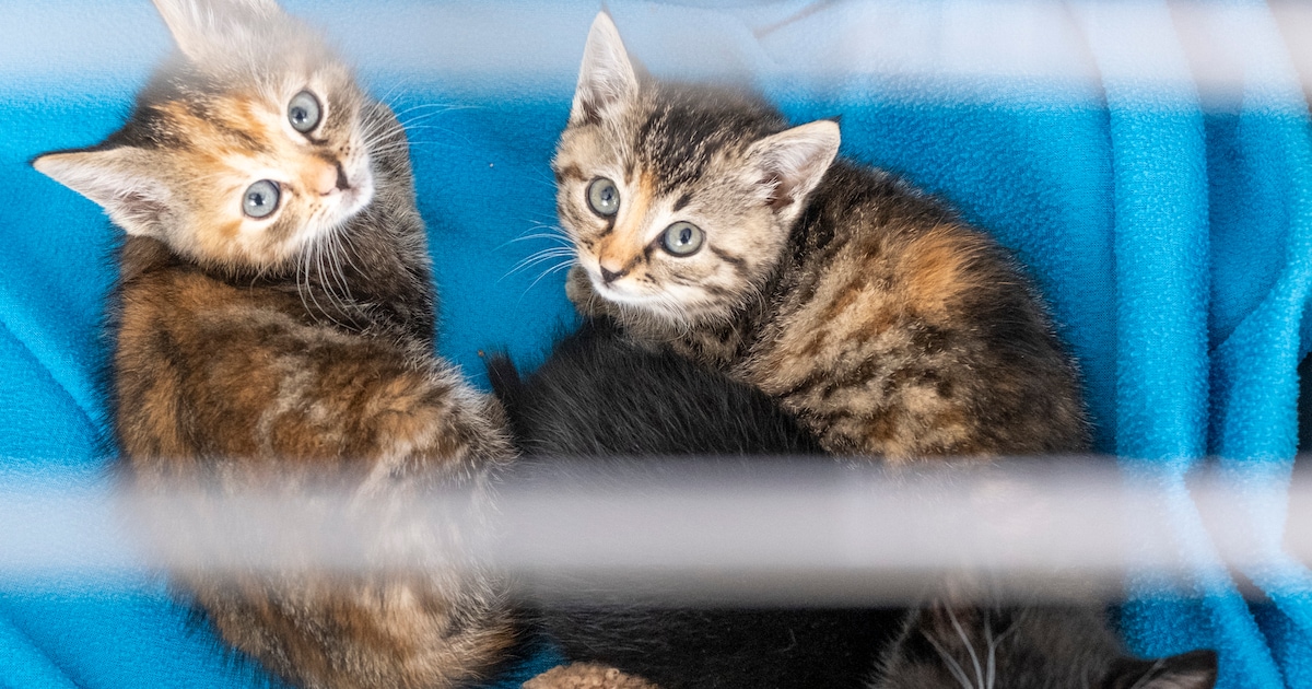 Dierenasiel Utrecht slaakt noodkreet, na wekenlange toestroom van ...