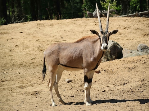 DierenPark Amersfoort verwelkomt dit nieuwe dier | Regio | AD.nl