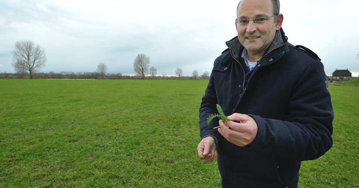 Onderzoeker van Eekeren: 'Meer dan tien soorten gras in Groene Hart ...