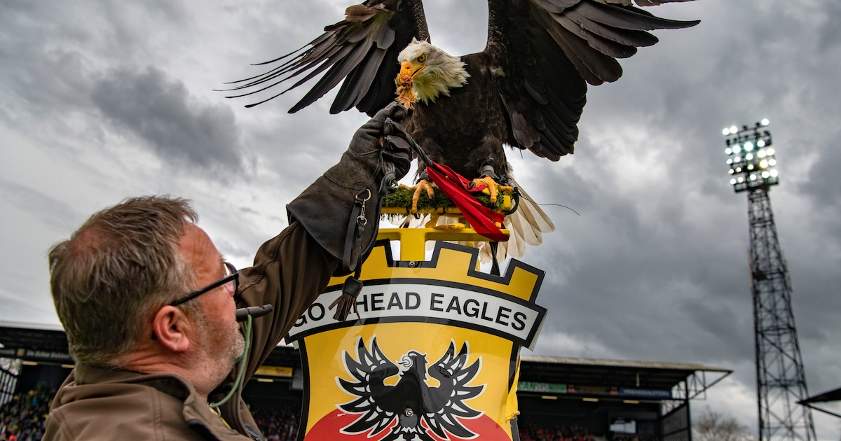 Op pad met zeearend Harly, die Go Ahead Eagles pas écht vleugels geeft: ‘Ook een hond loopt ...