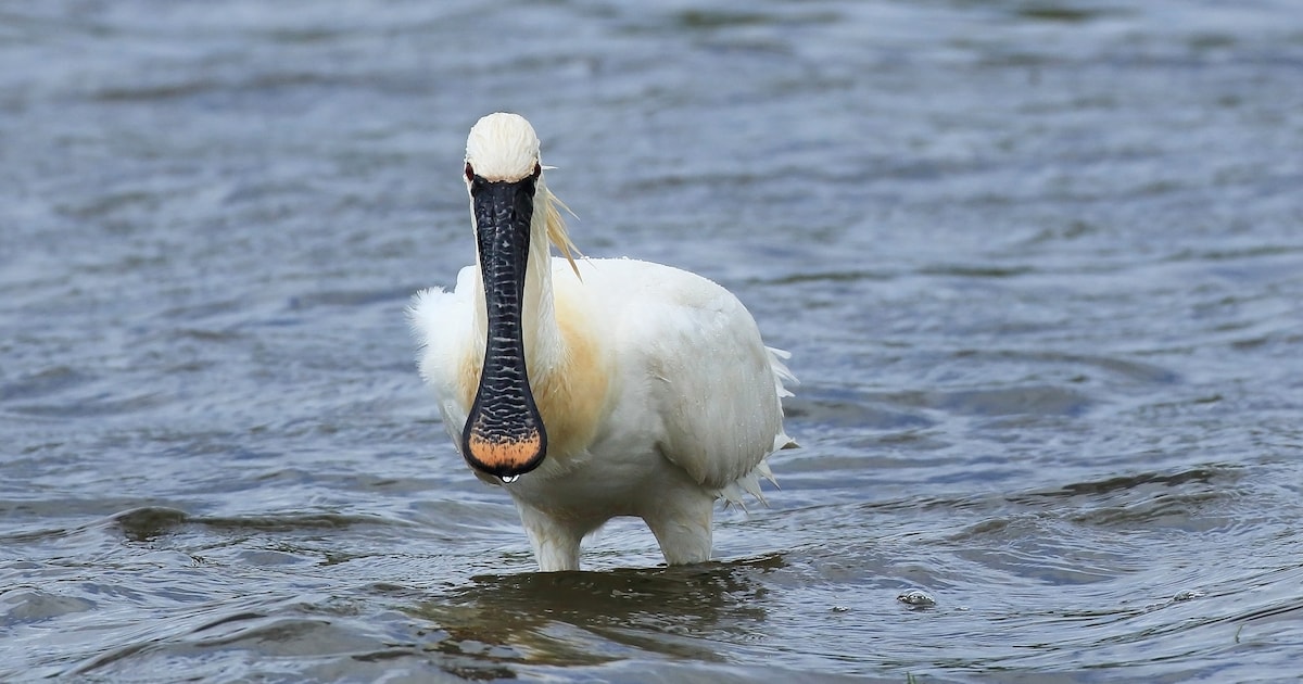Sneeuwwit en een merkwaardige snavel, de lepelaar trekt altijd bekijks ...