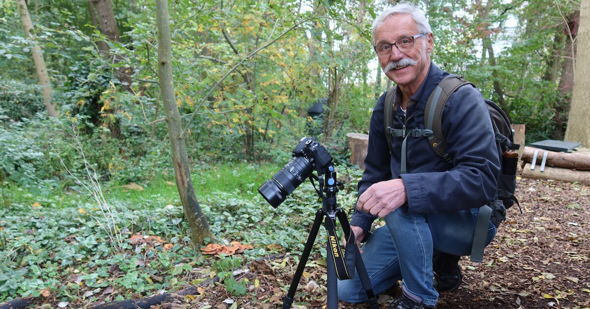 Schimmels grijpen hun kans, en hun fans ook: ‘Op dood hout gebeuren de ...