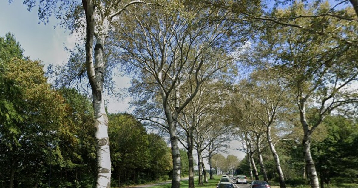Gemeente wil bijna de helft van alle populieren langs noordelijke ...