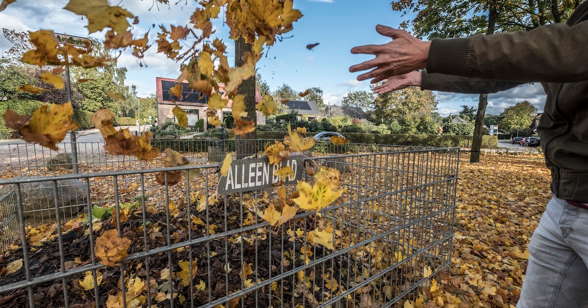 Bladkorven in Edam-Volendam: bladeren verzamelen voor compost - Oozo.nl
