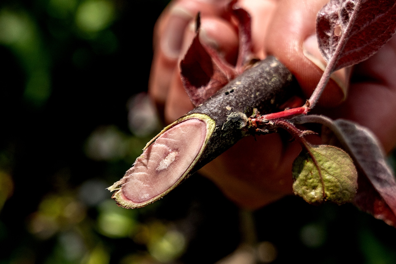 Bijna jaar is hij paria bij de moestuin, nu staat Oscar weer tussen ...