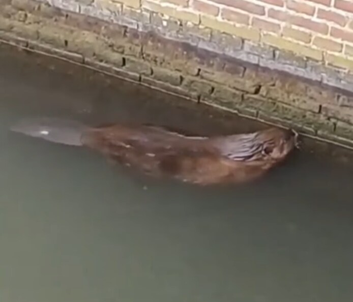 Primeur: bever gespot in Leidse Rijn | Utrecht | AD.nl