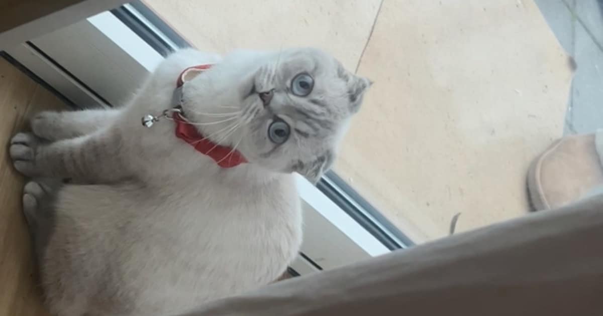 Heb jij Abdul, Cosmo of Jiji gezien? Deze vijf huisdieren worden in ...