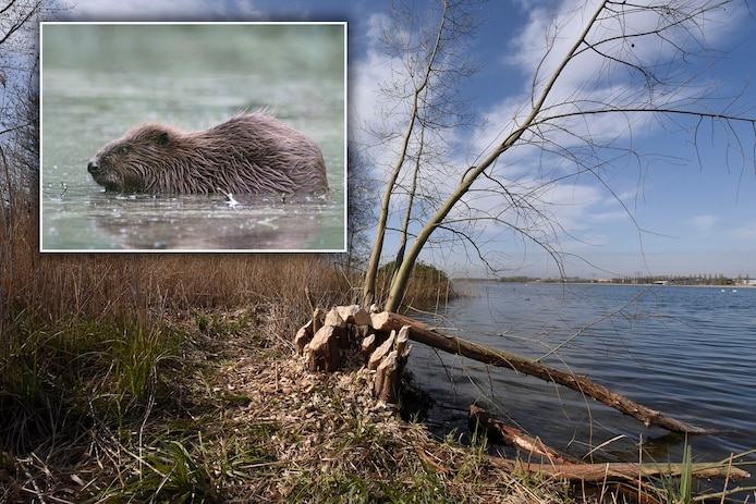 Hij laat zich nooit zien, maar er is een bever actief in Utrecht en dat ...