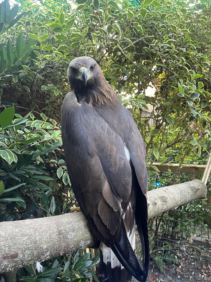 Arend Zeus ontsnapte uit zijn volière - en heeft nu mot met de lokale ...