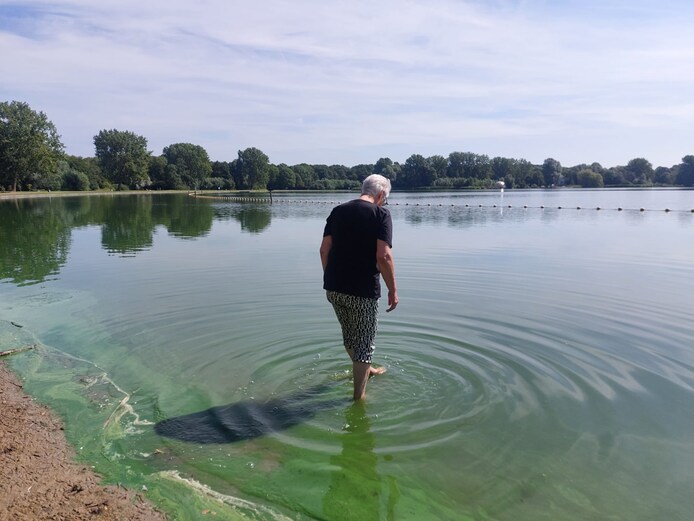 Door blauwalg in Delftse Hout negatief zwemadvies: ‘Nederland is zo’n ...
