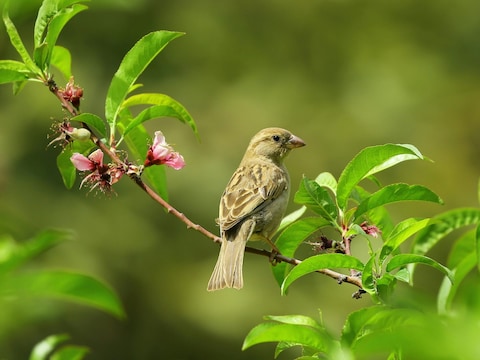 Aantal unieke dier- en plantensoorten in Sluis hoger dan in ...
