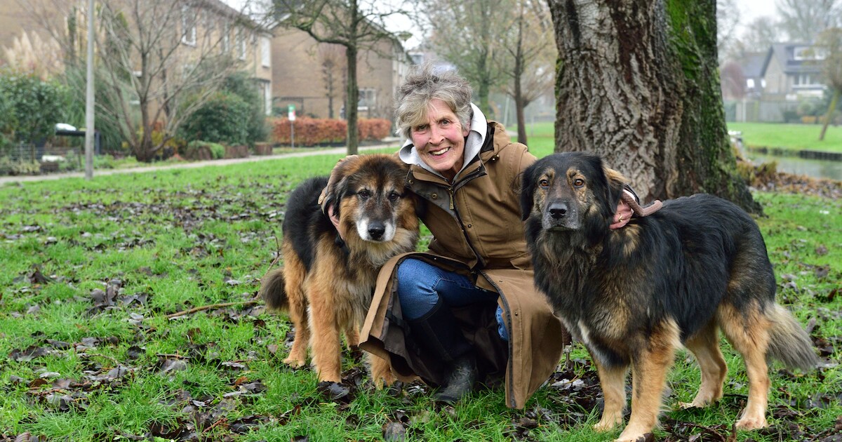 Honden schrikken van vuurwerkknallen | Binnenland | AD.nl