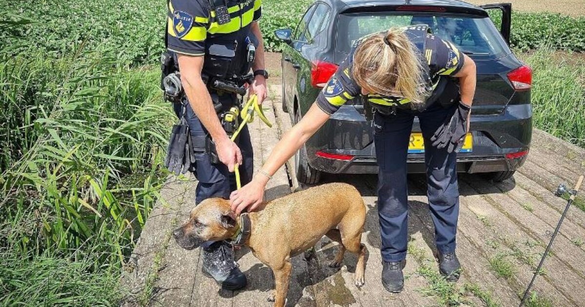 Hond loopt los over de vluchtstrook van de A15 bij Alblasserdam | Regio ...