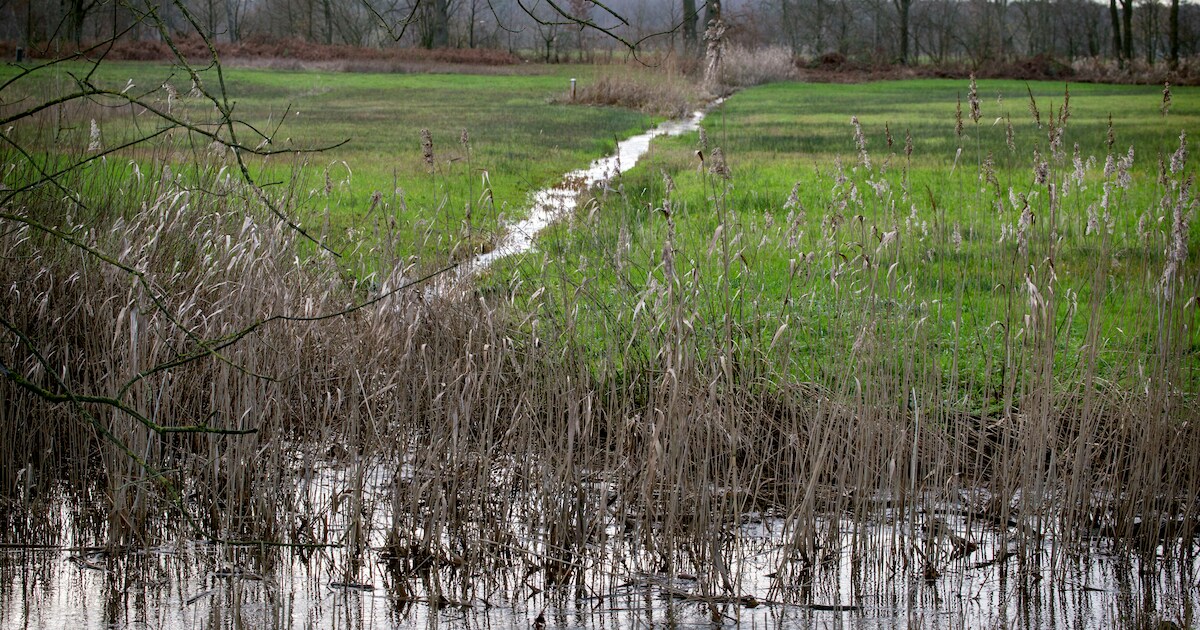 Stroomgebied grensbeek Het Merkske krijgt een ‘natuurlijke beurt ...
