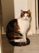 Heb jij Kisoro, Toetie of Koos gezien? Deze zes huisdieren worden in ...