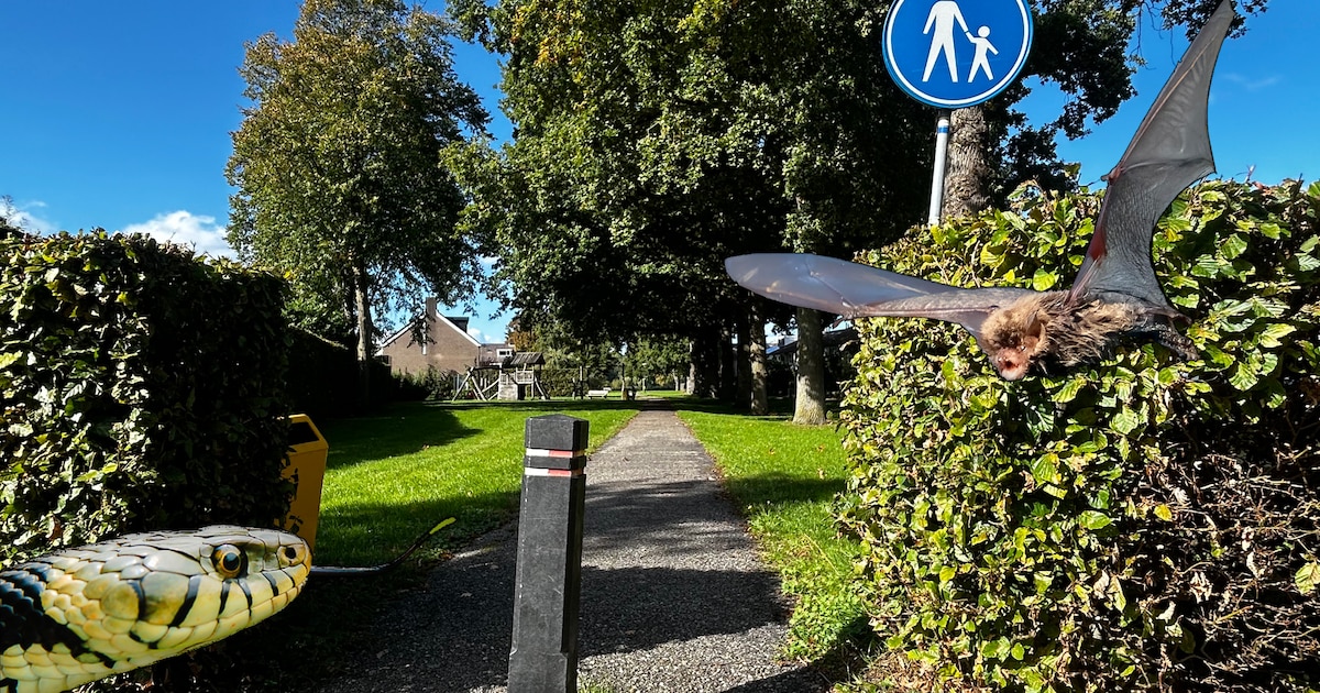Bijzondere dierensoorten vertragen aanleg fietspad door Eikenpad ...