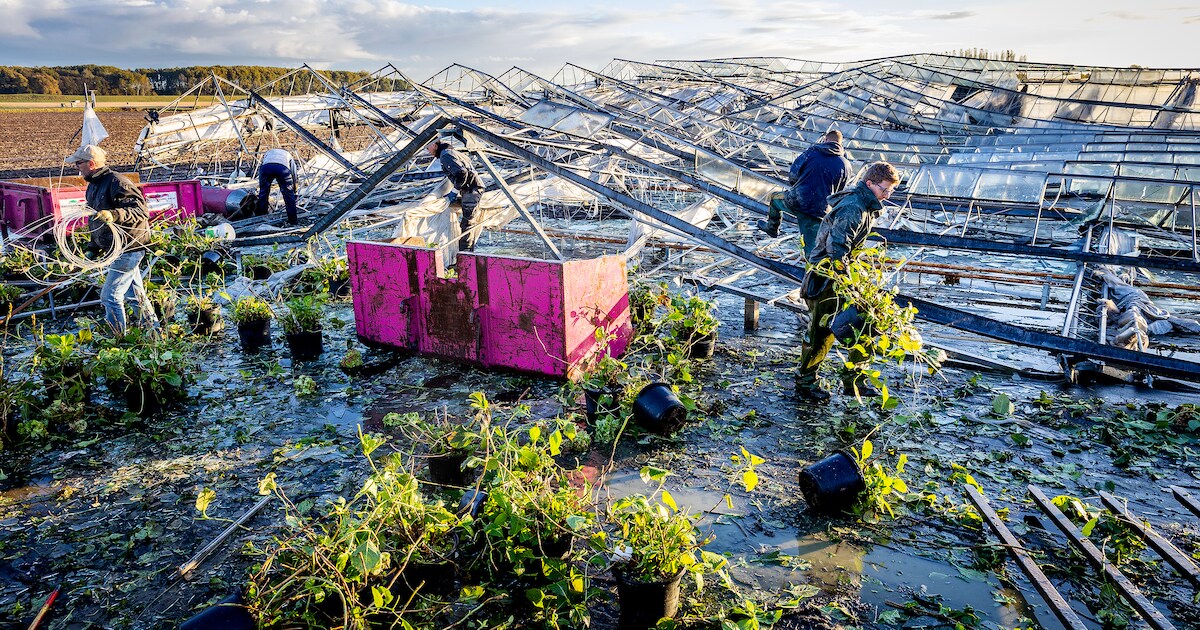 Koster Hortensia’s krabbelt op na windhoos: ‘Zoiets maak je volgens mij maar één keer in je ...