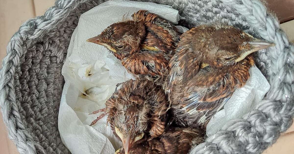 Merelkuikentjes liggen nat en rillend van de kou in een nestje op straat | Den Haag | AD.nl