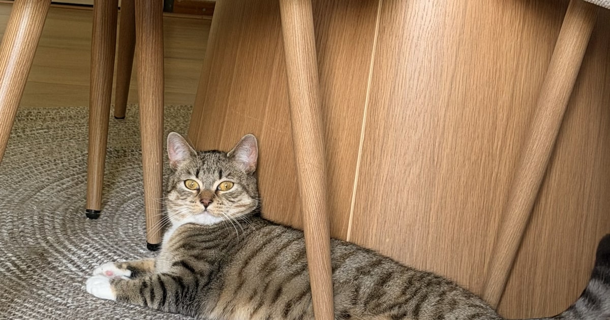 Heb jij Lilo, Rico of Swiebertje gezien? Deze zes huisdieren worden in ...