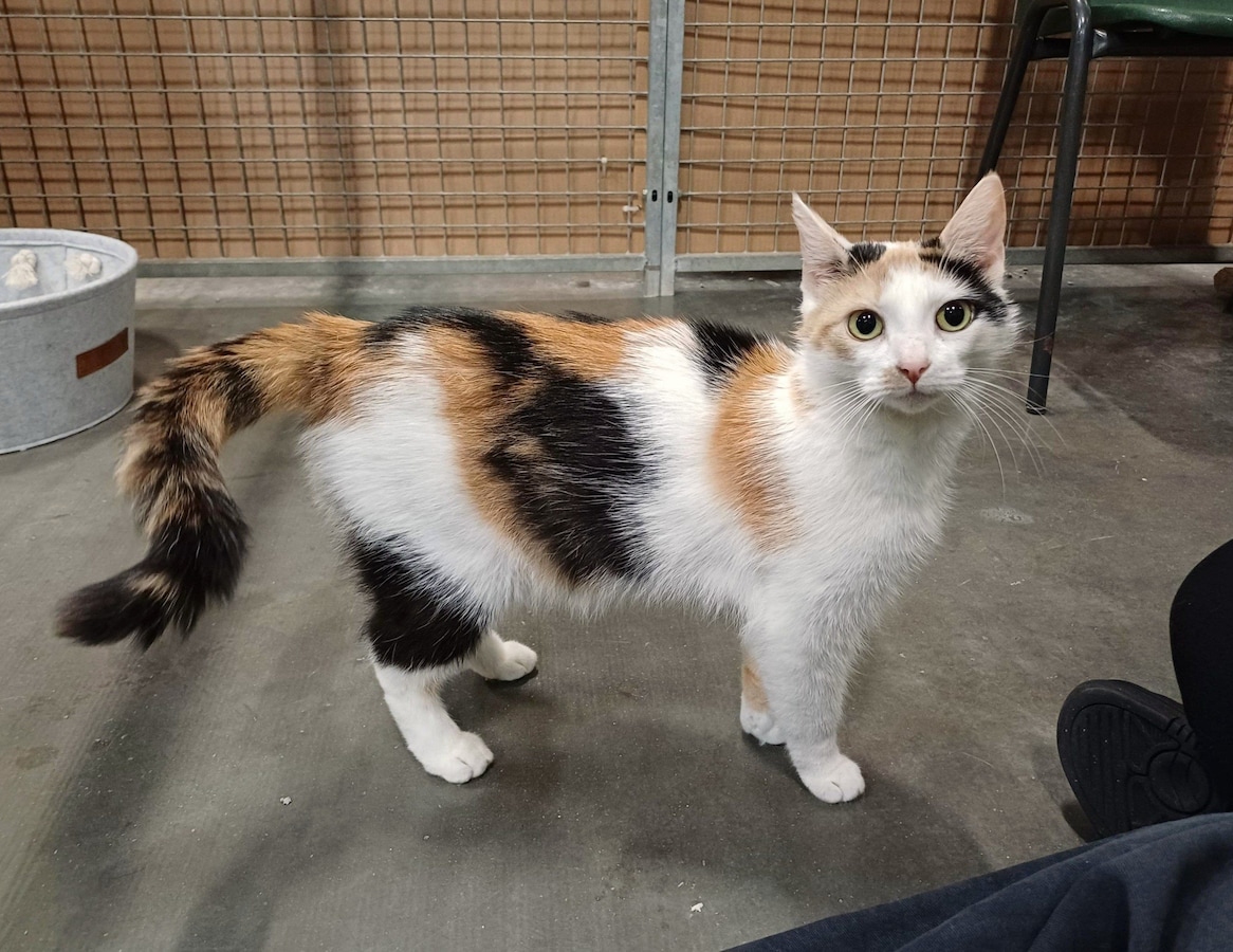 Een poes volgens het boekje: lieve Biddy zoekt aaitjes en een plek om ...