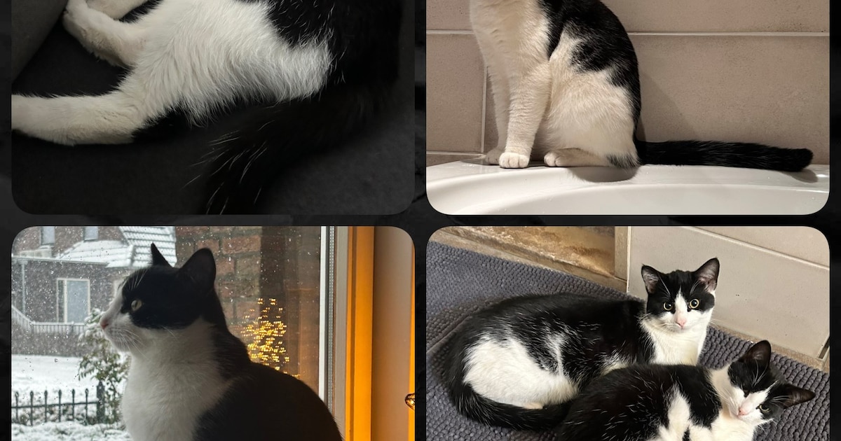 Heb jij Snowy gezien? Dit huisdier wordt in Boekel vermist | Regio | AD.nl