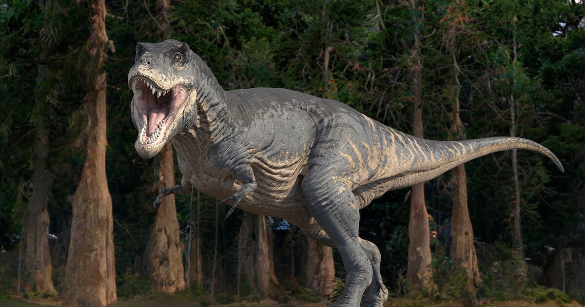 Hardnekkig misverstand rond tyrannosaurus rex opgelost: ‘Decennialang ...