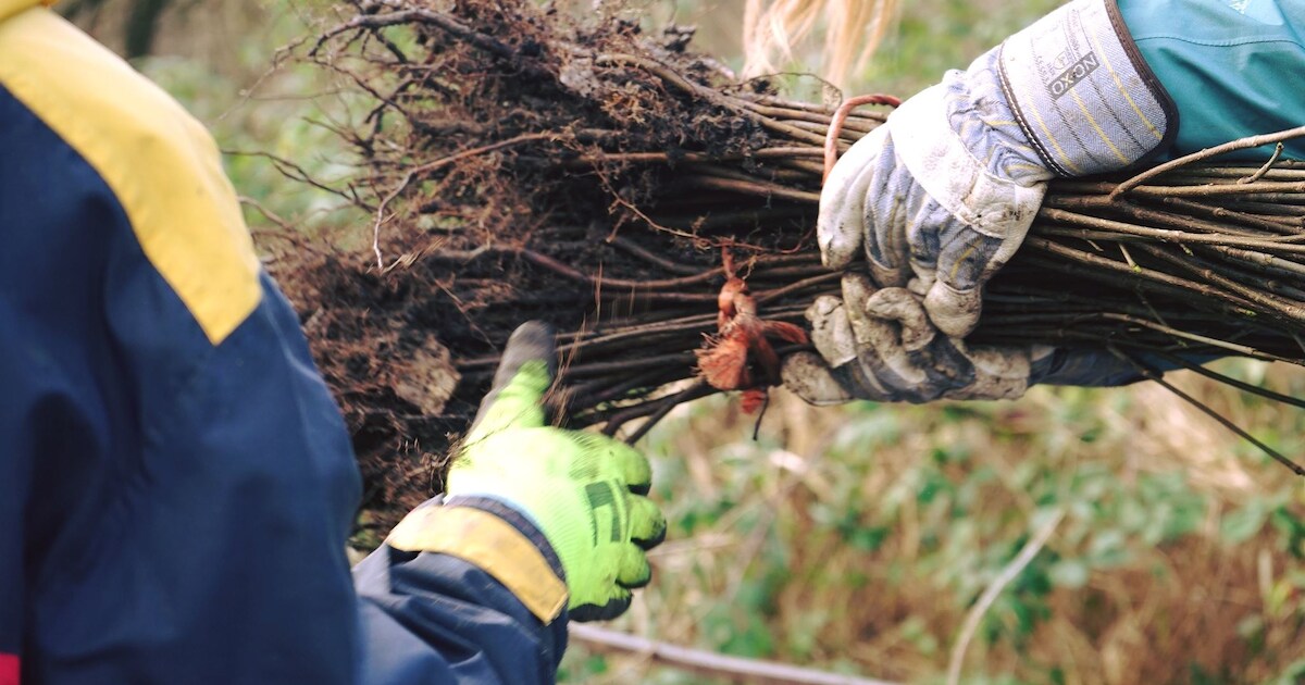 Vrijwilligers Meer Bomen Nu redden bomen in Oegstgeest | Regio | AD.nl