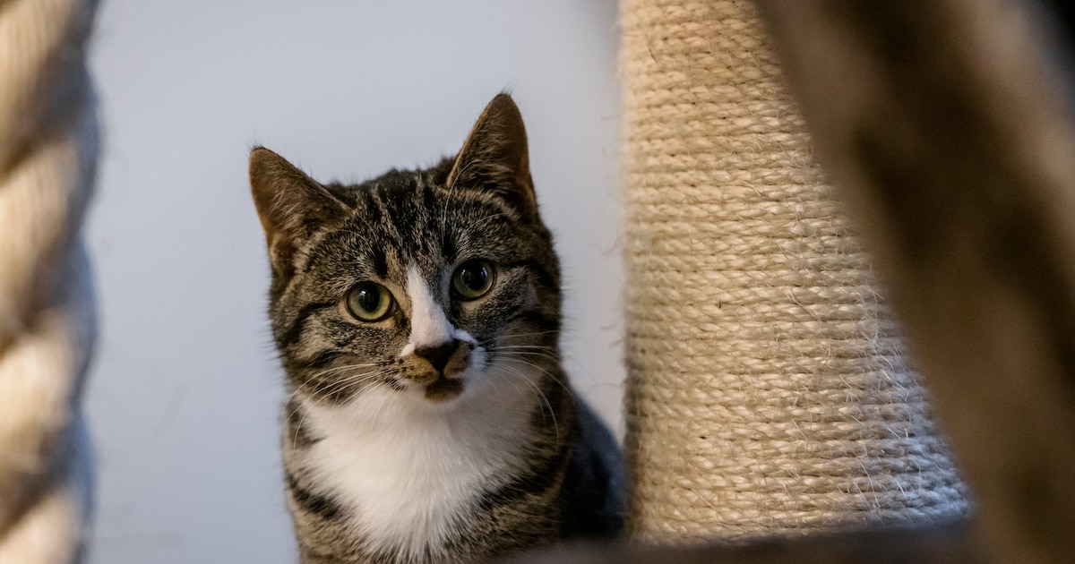 Geef een kat een kerstcadeau: word zijn of haar nieuwe baas | Den Haag ...