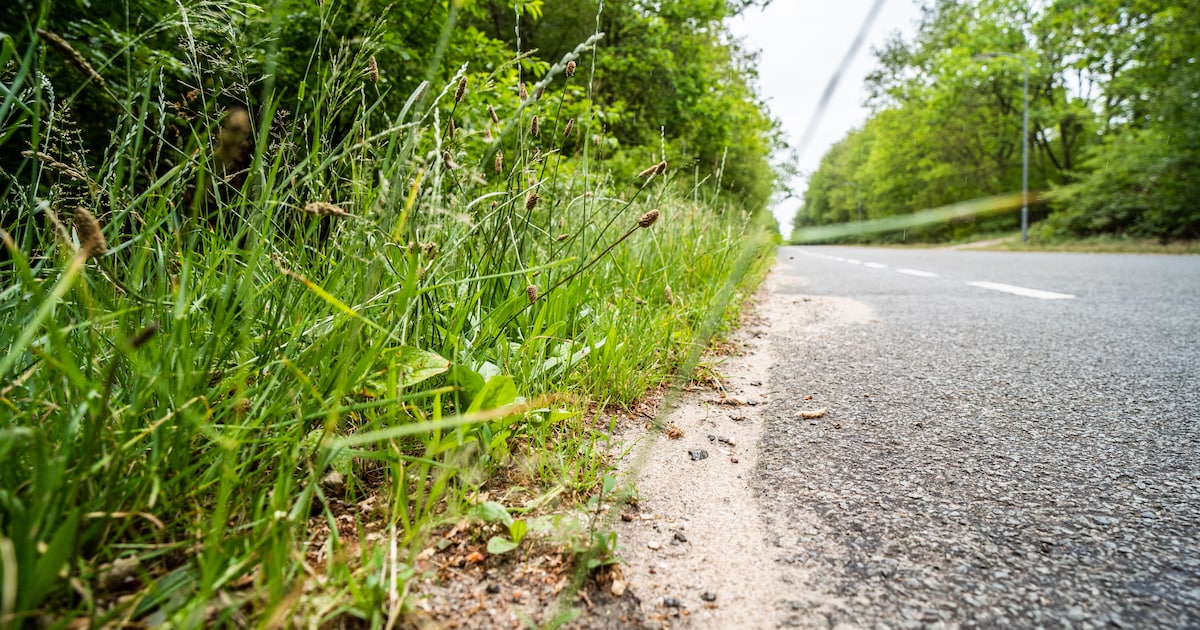 Gemeente Coevorden start met maaien van bermen | Regio | AD.nl