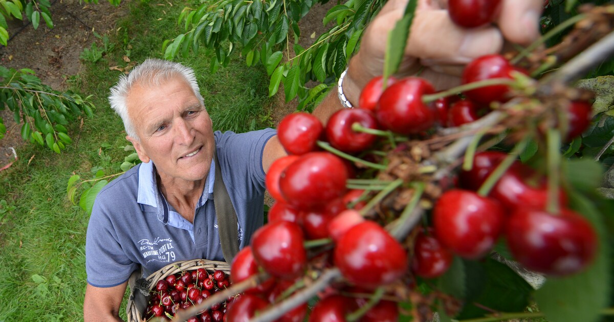 'Kersen plukken is mijn grootste hobby' | Utrecht | AD.nl
