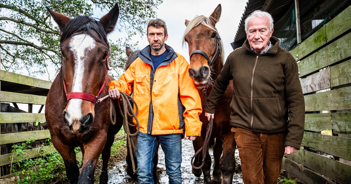 Ivor, Manu en Vilma wegen dik 700 kilo en zijn heel goed in bomen ...