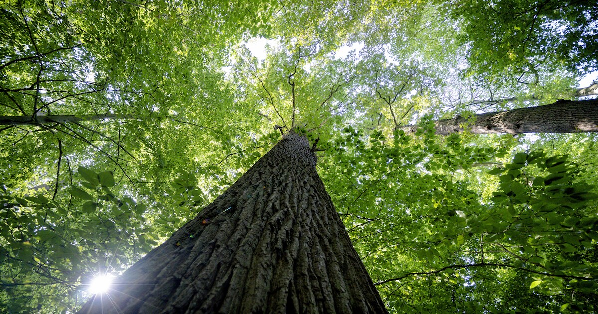 Markiezeneik uit Amelisweerd eindigt op negende plek in strijd voor ...