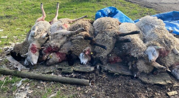 Slachting onder tientallen schapen in Fries weiland, houder moedeloos ...