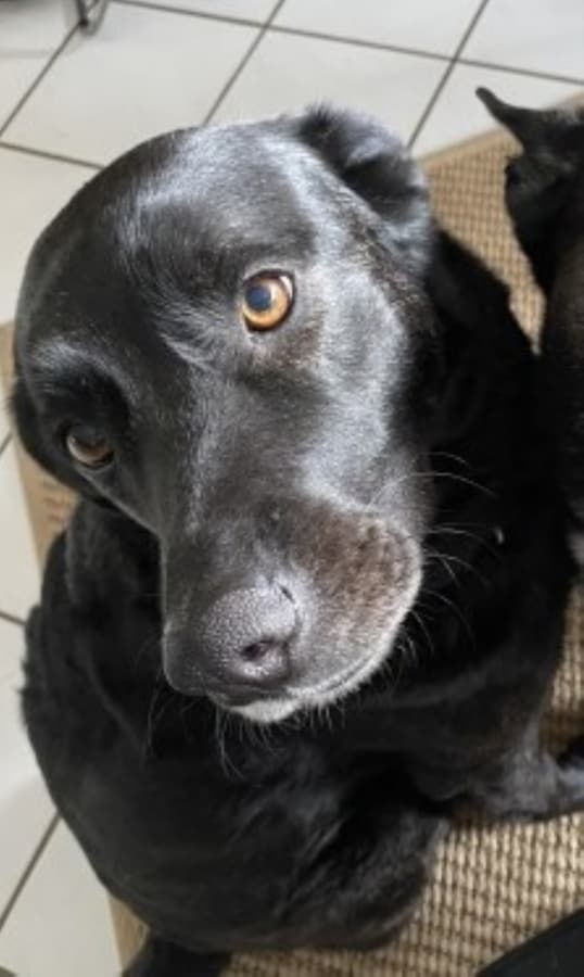 Heb jij Rosco, Rosi of Luna gezien? Deze drie huisdieren worden in ...