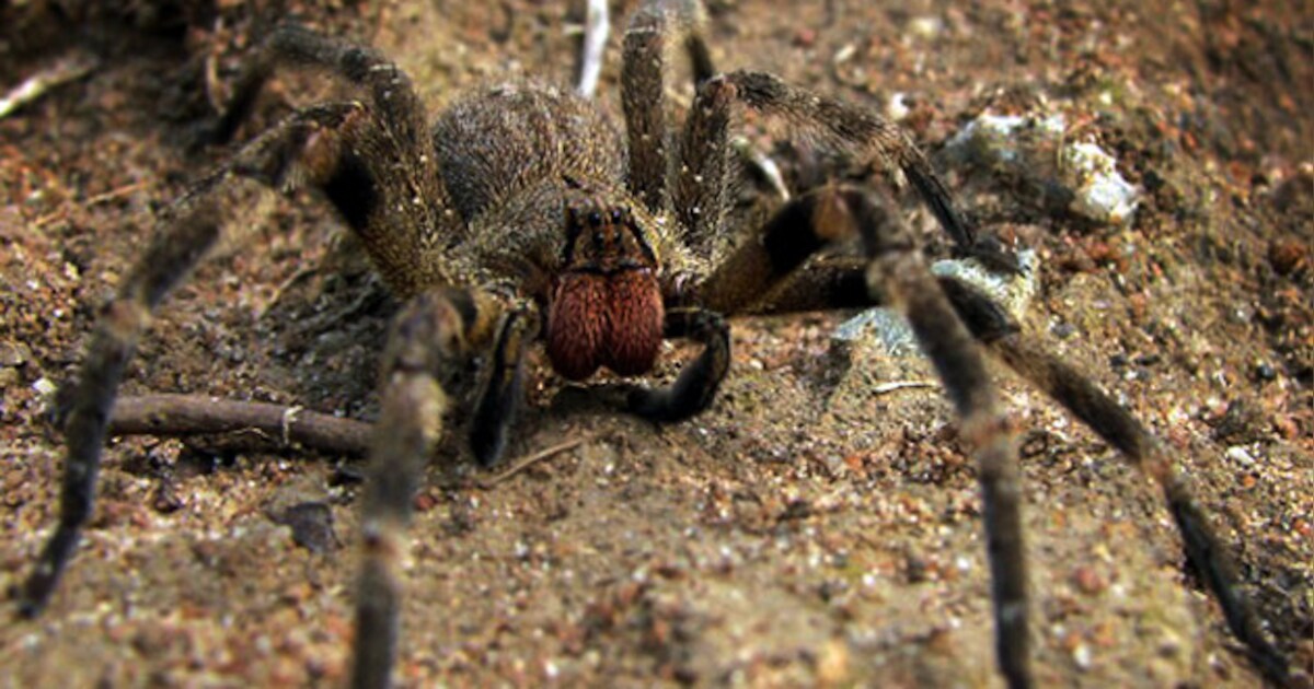 Gezin ontdekt honderden spinnen na kopen bananen | Bizar | AD.nl