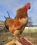 Heb jij Meis, Bram of Nala gezien? Deze drie huisdieren worden in ...