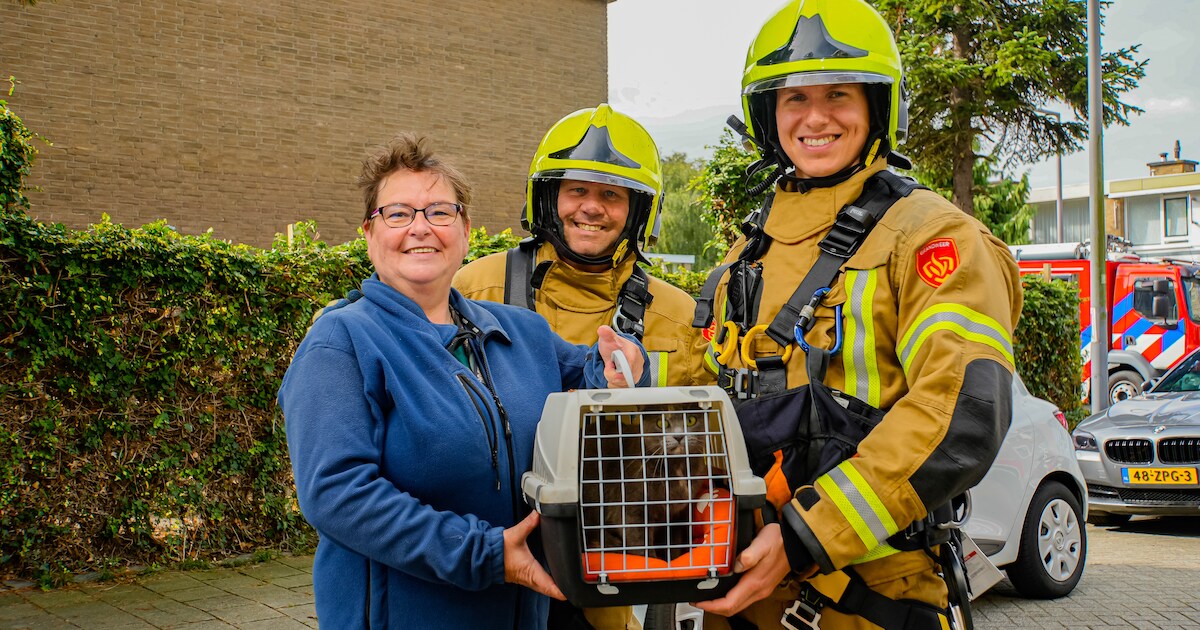 Poes Maya zit de hele nacht vast in een boom: bezorgde buurvrouw zet ...