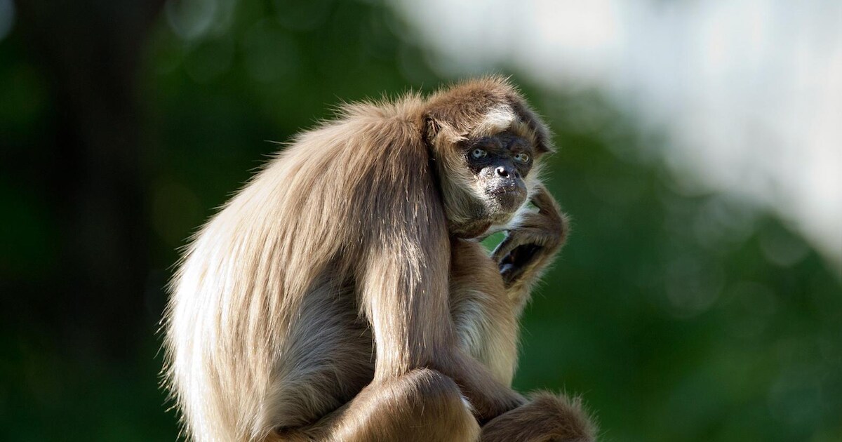 Slingeraap voor ogen bezoekers verdronken | Binnenland | AD.nl