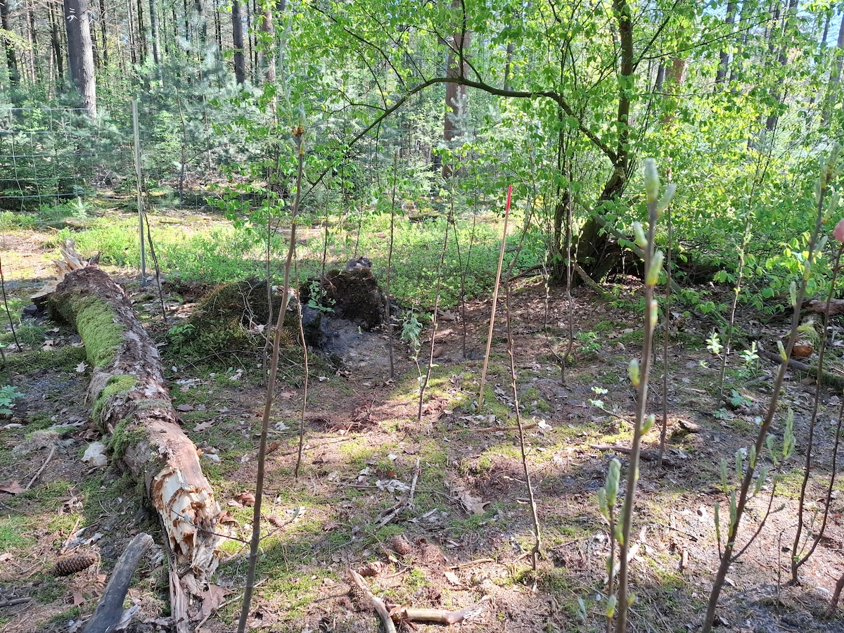 Staatsbosbeheer plant duizenden jonge bomen in Austerlitz: ‘De natuur ...