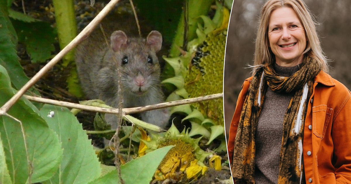 Muizen en ratten zoeken beschutting: ‘Een spleetje van 1 centimeter is ...