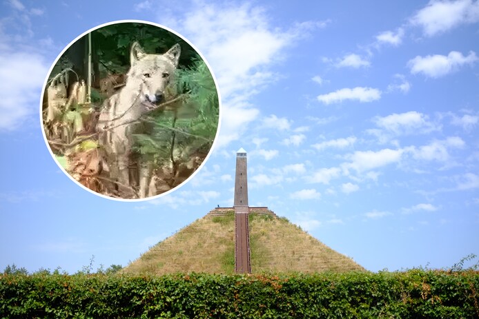 Weer bijtincident met wolf in Austerlitz: ‘Zesjarig jongetje aan oksel ...
