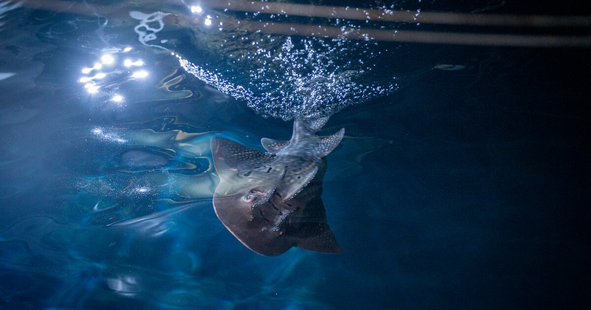 Boogbekrog aangekomen in Burgers’ Zoo: mengeling van rog en haai trekt ...