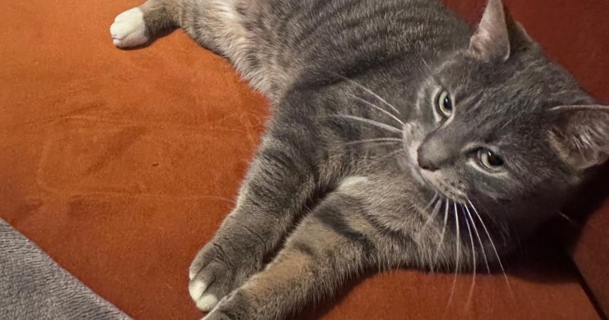 Heb jij Taco, Joep of Gusgus gezien? Deze 14 huisdieren worden in ...