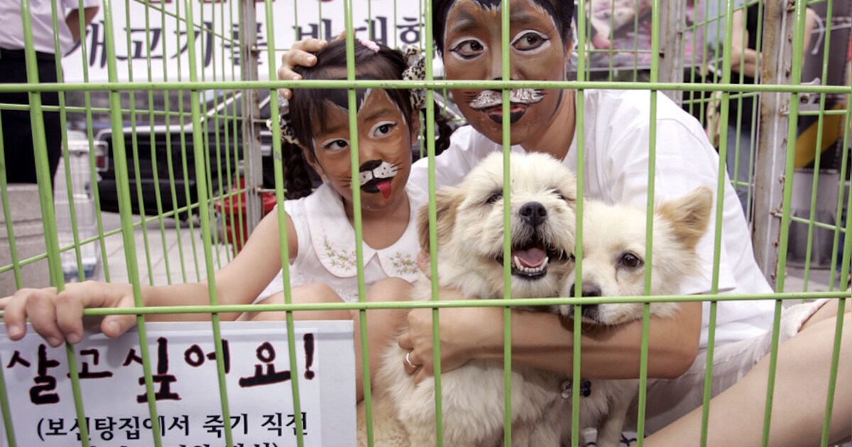 Festival hondenvlees Zuid-Korea afgelast na protest | Bizar | AD.nl