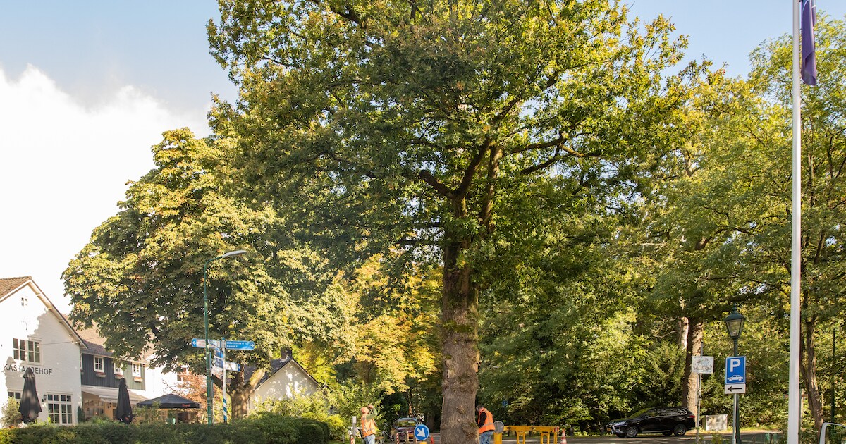 Boek van markante eik nog niet gesloten, gemeente Baarn gaat onderzoek ...