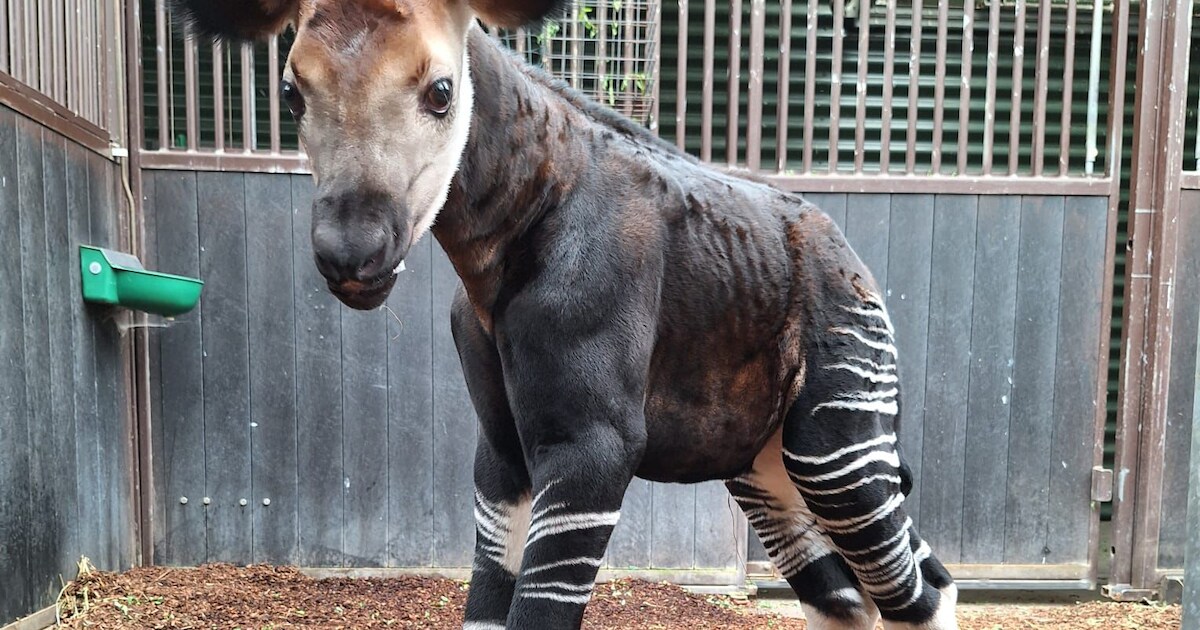 Zeldzame okapi geboren in Diergaarde Blijdorp | Rotterdam | AD.nl