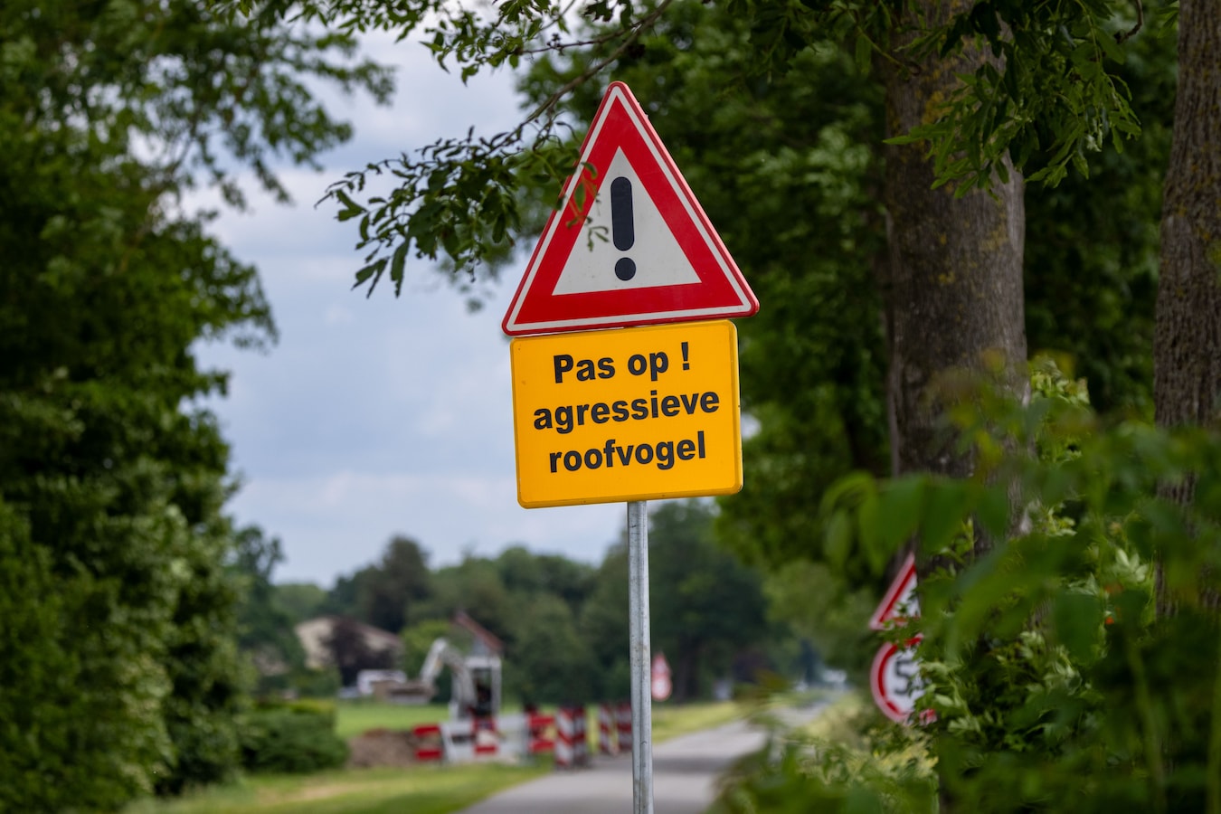 Buizerd terroriseert buurt in Bant: vrouw begeleidt in de auto haar ...