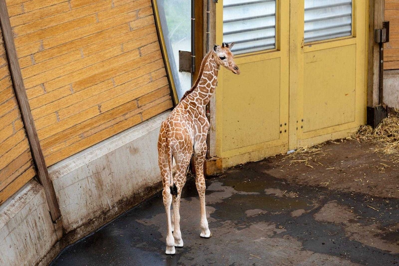 Babygirafje Shaki plotseling overleden in Diergaarde Blijdorp | Regio ...