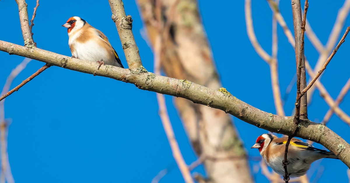 Vogels spotten in de uiterwaarden met IVN RijnWaal | Lingewaard | AD.nl